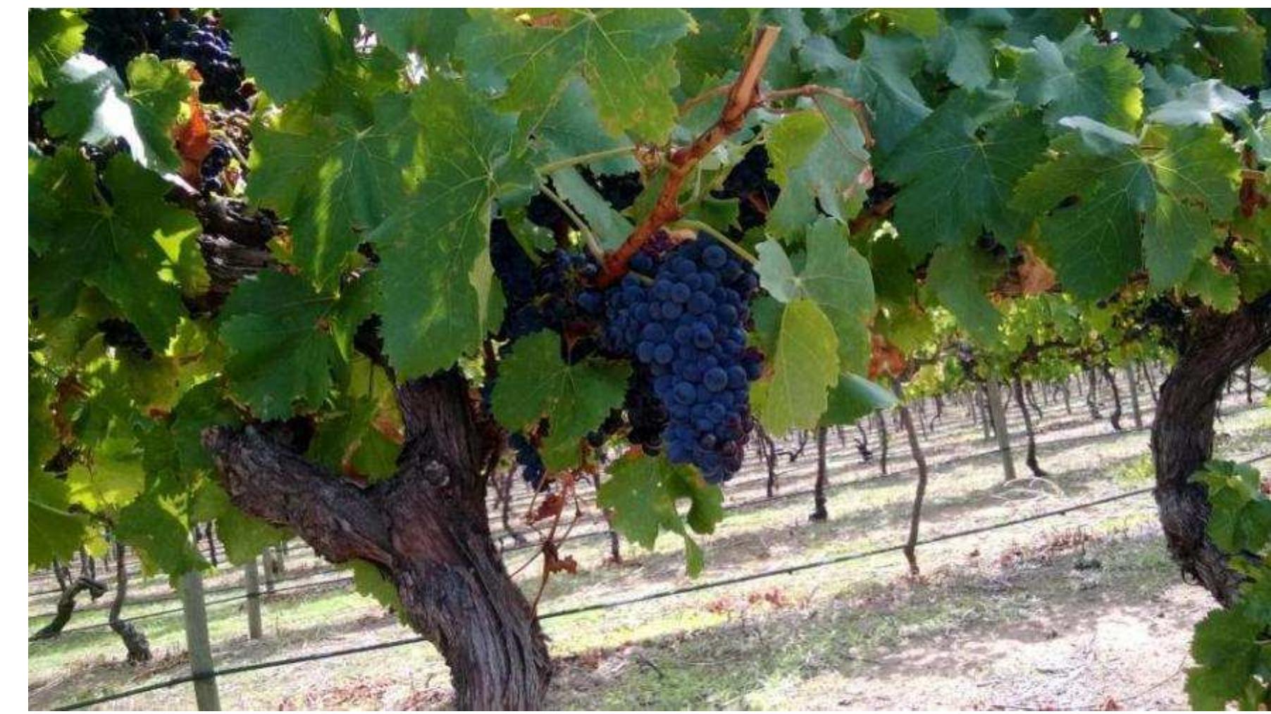 The shiraz here is distinctive, and it’s the most