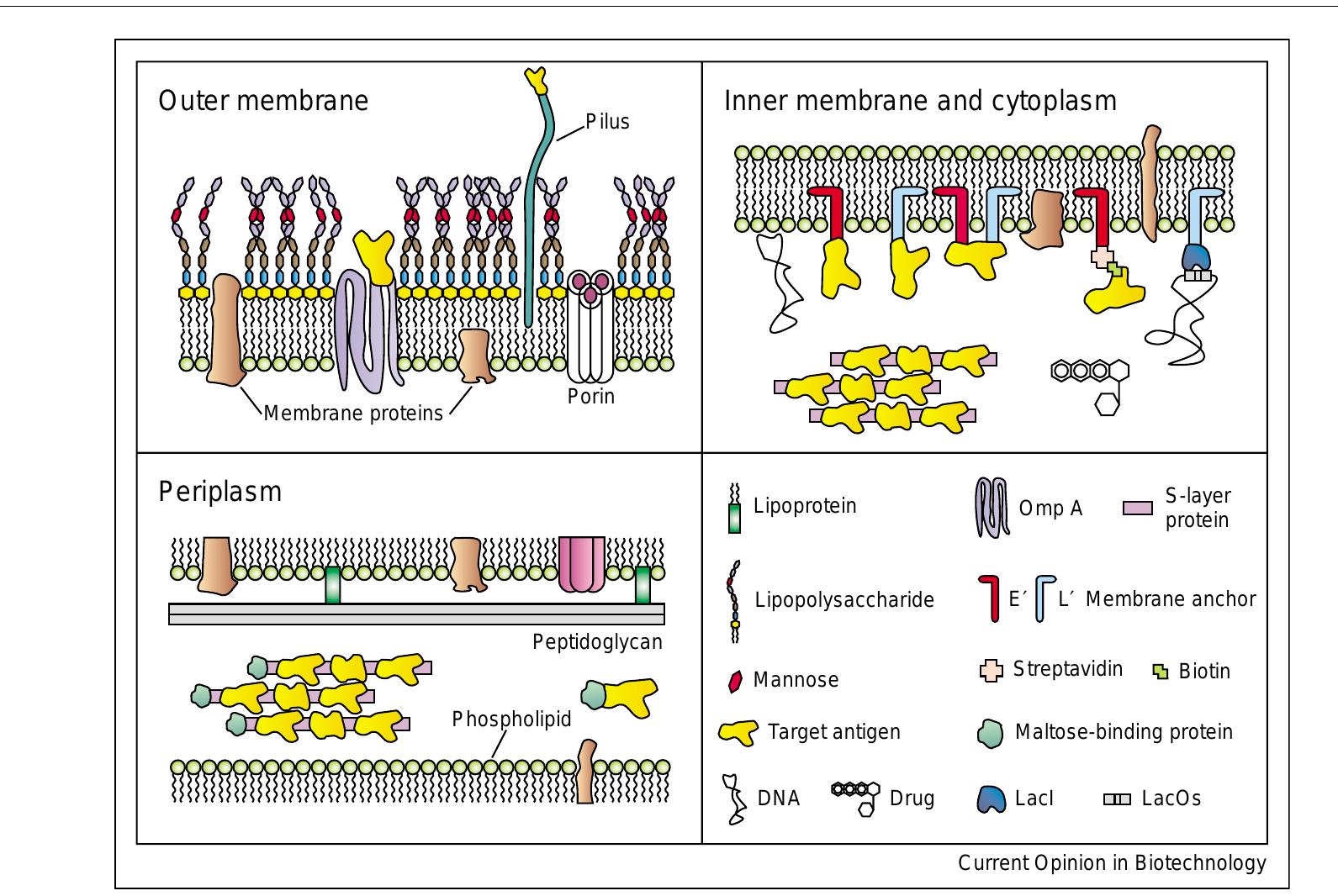 Schematic of the localisation of different molecules in