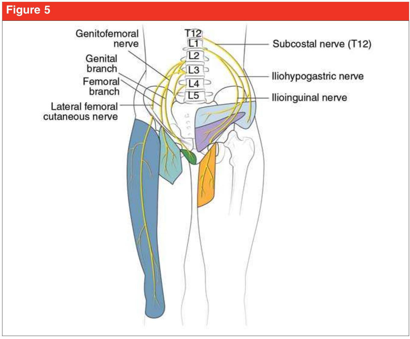 Cutaneous innervation of the lower abdomen.