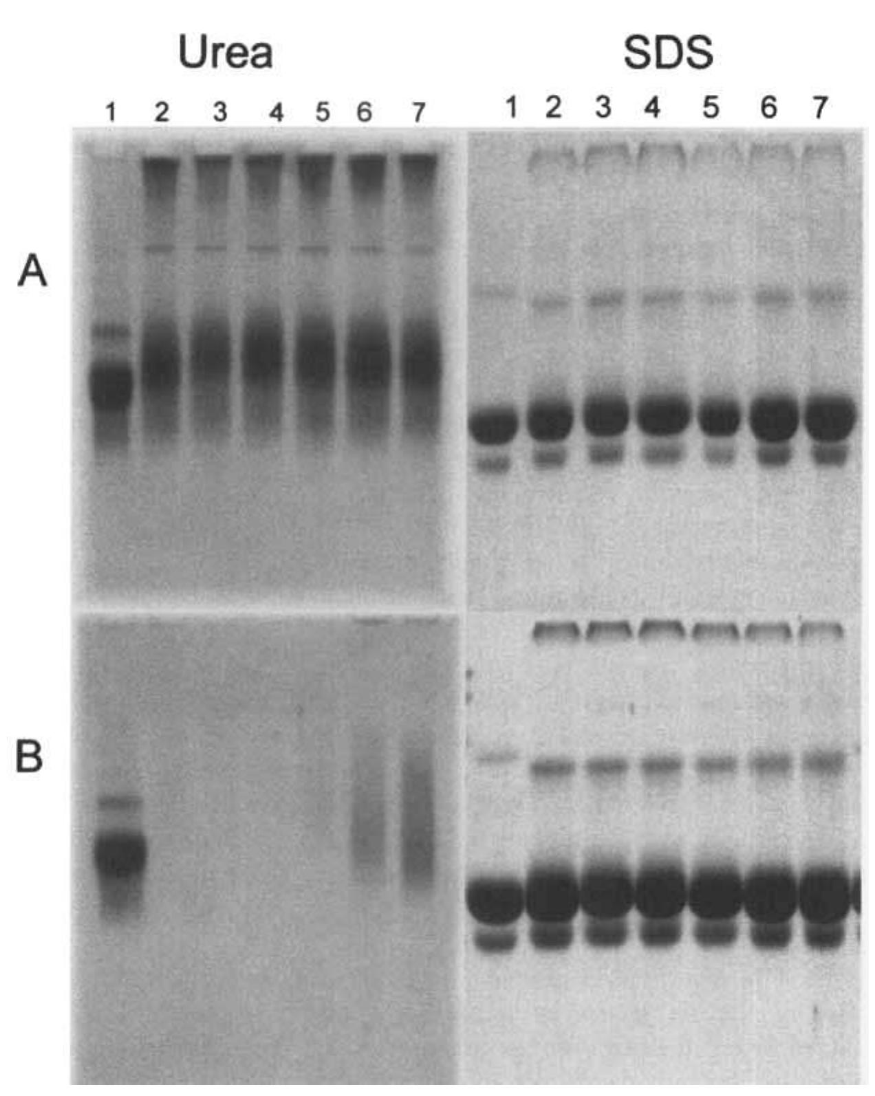 Urea- and sds-page of 8-lactoglobulin esterified with
