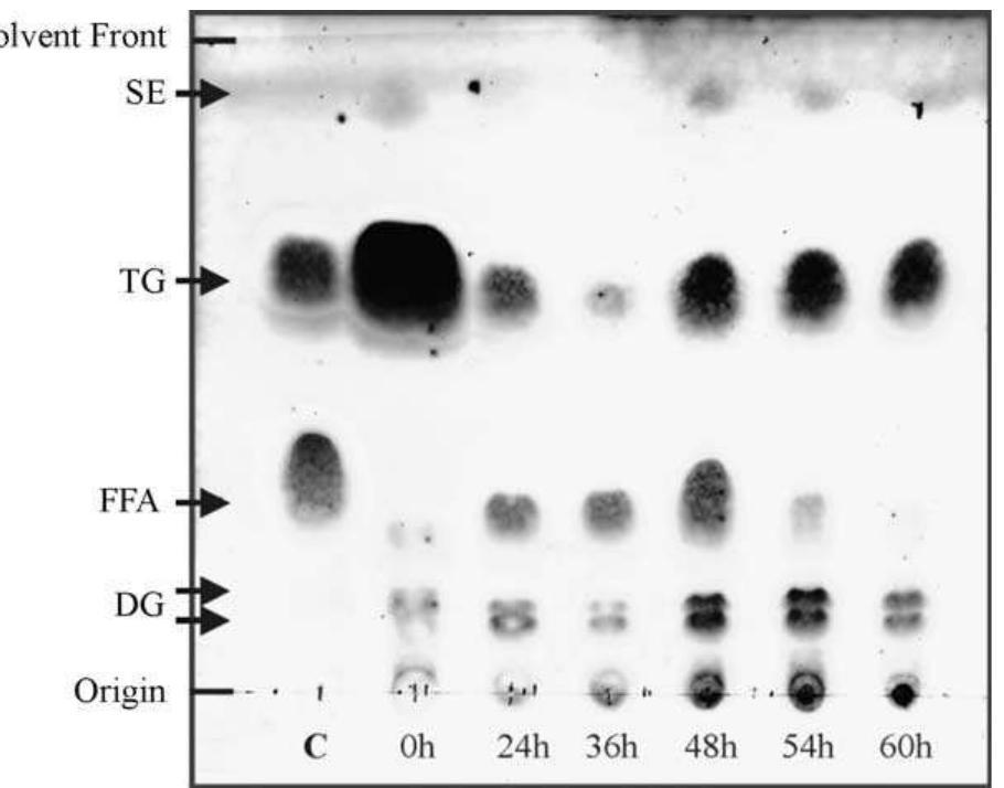 Thin layer chromatography (tlc) analysis of samples taken