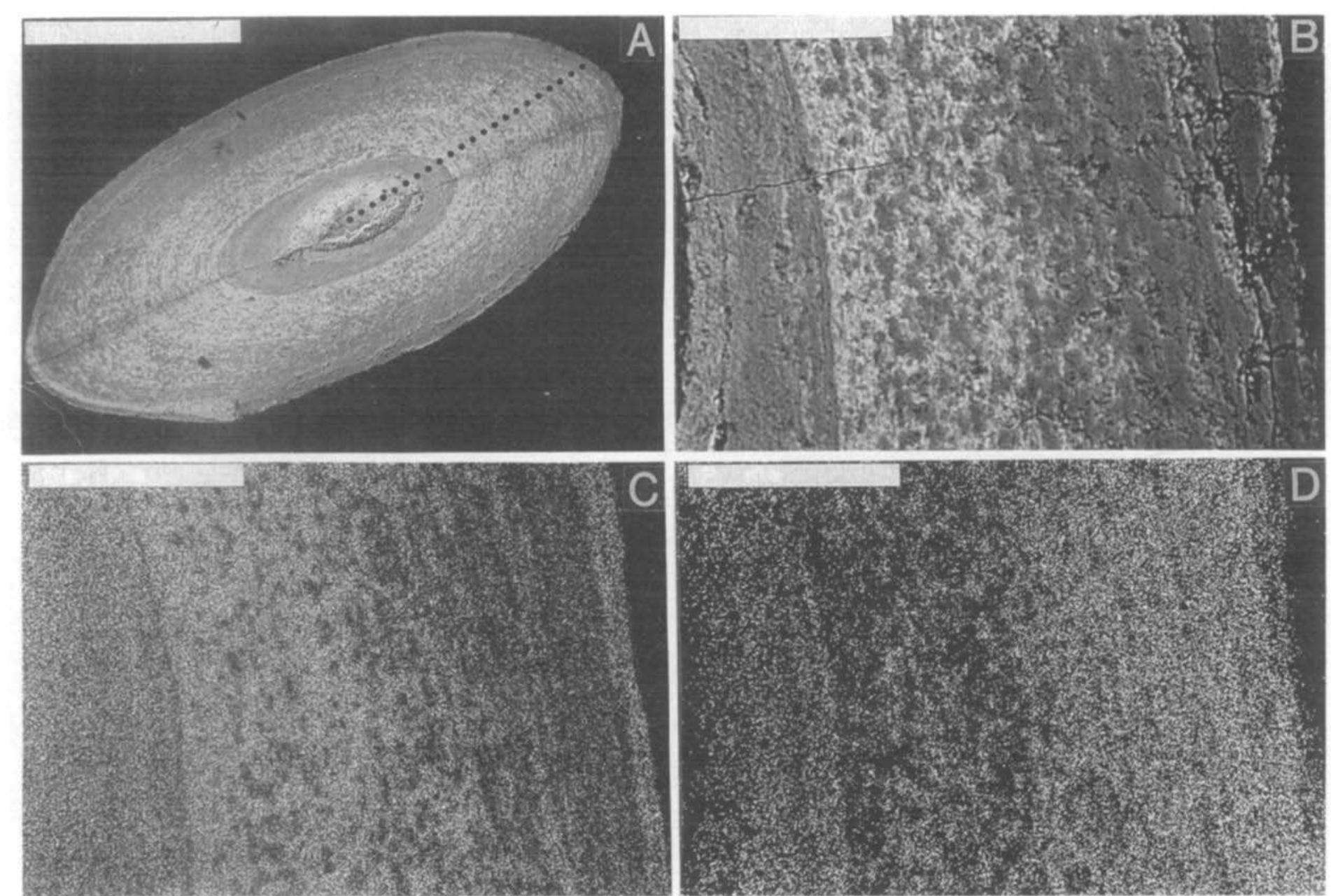 Back-scattered electron images (bse) and element maps of an