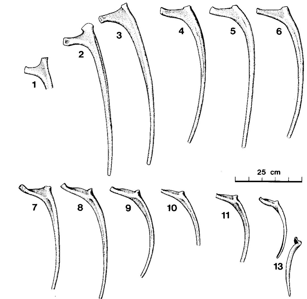 Fic. 5. anterior views of dorsal ribs of monolophosaurus