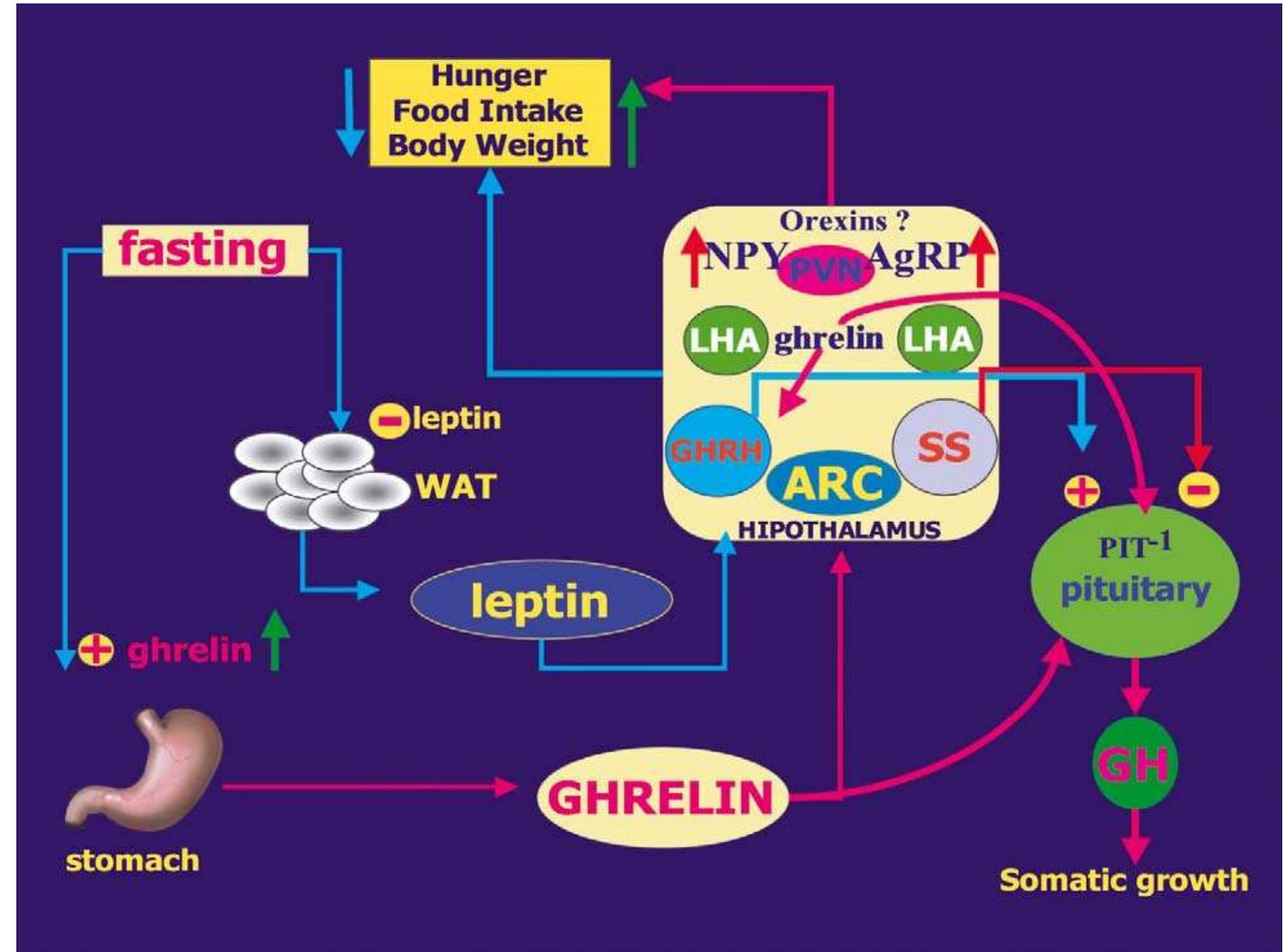 Diagrammatic representation of the central and peripheral