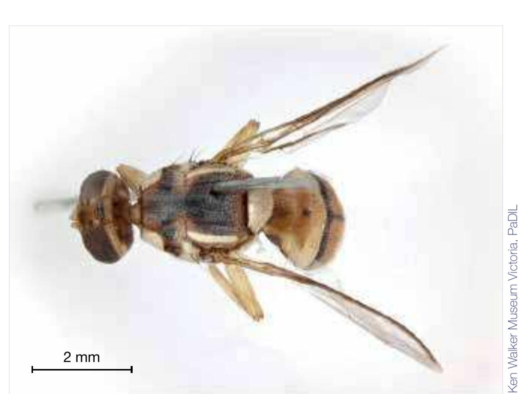 Dorsal view of adult fruit fly lateral view of adult fruit