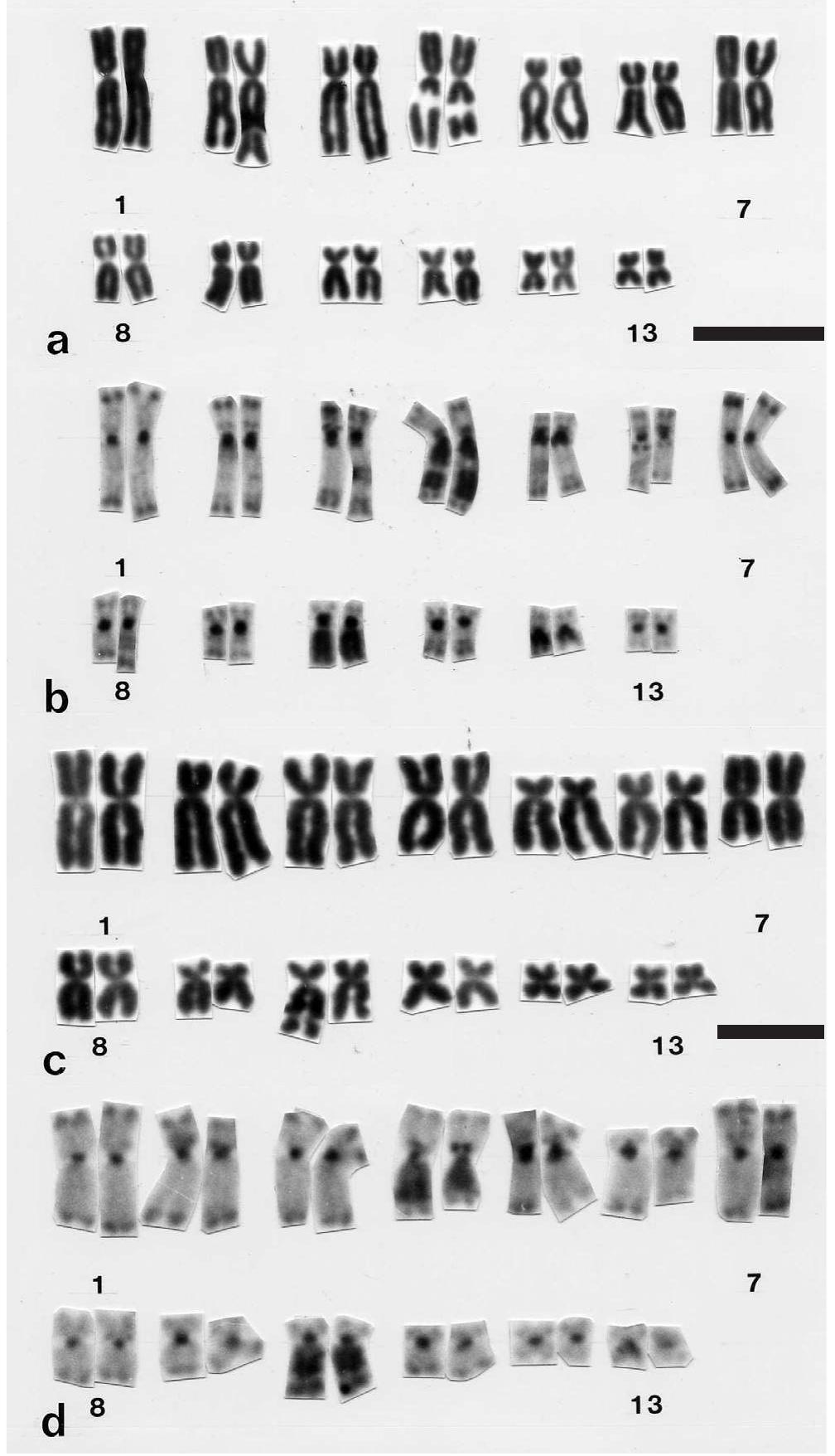 Karyotypes of litoria: (a) standard and (b) c-band