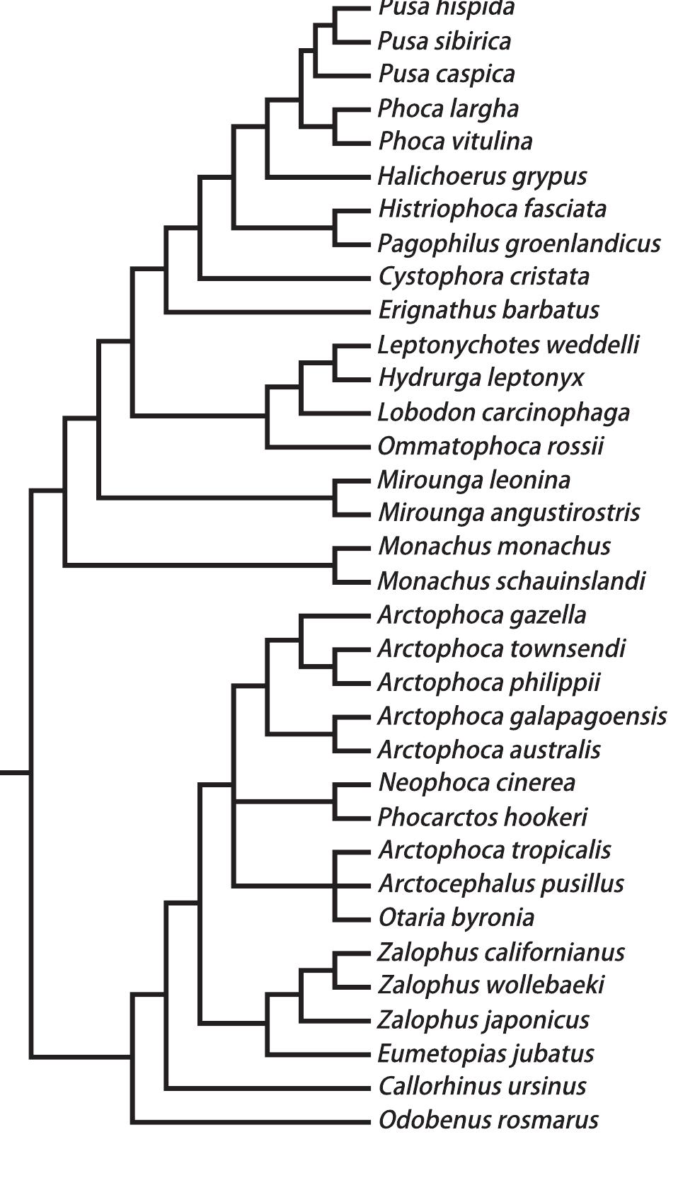 (PDF) Pinniped taxonomy: review of currently recognized species and ...