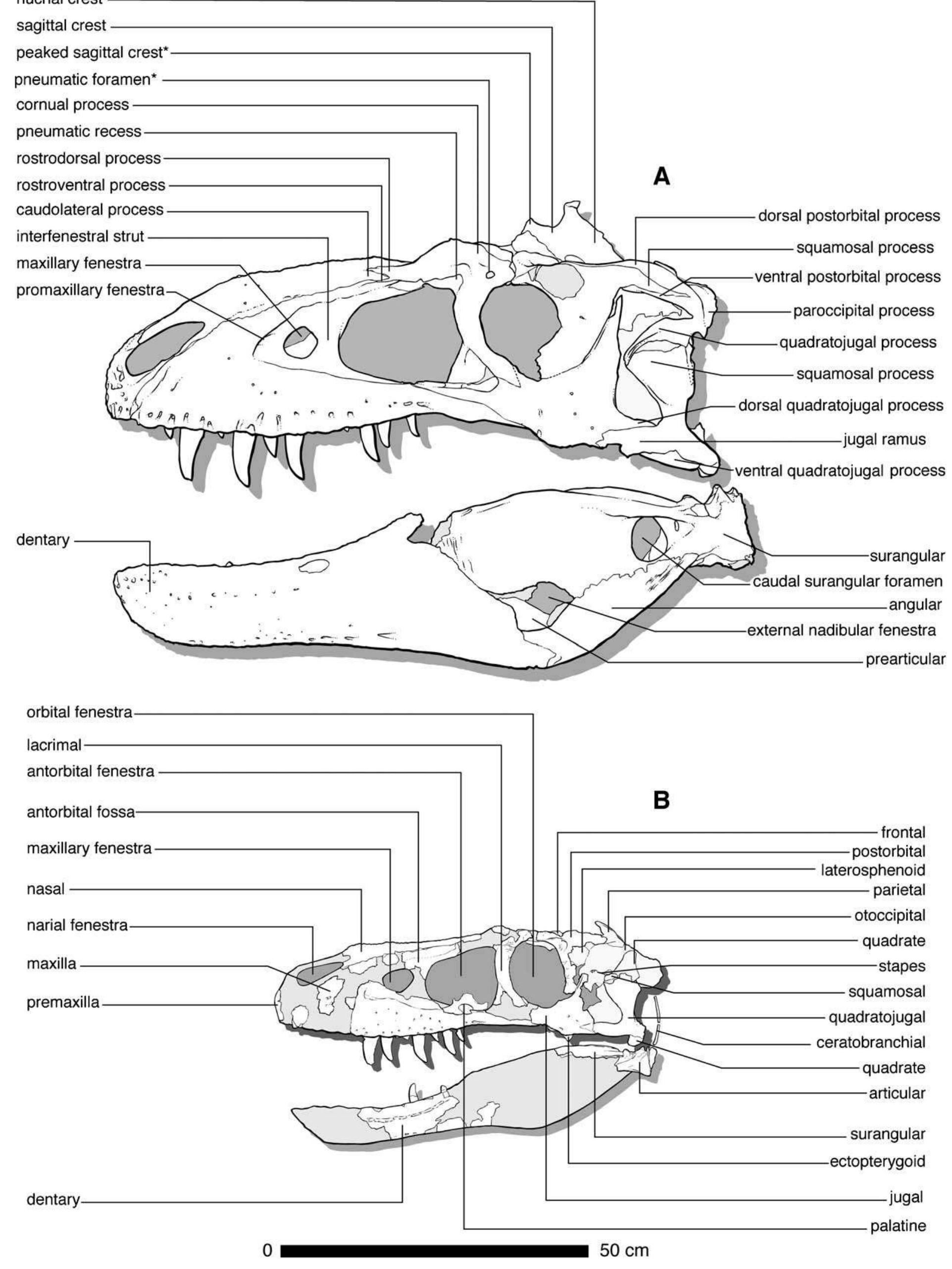 Interpretive line drawing of the holotype and juvenile