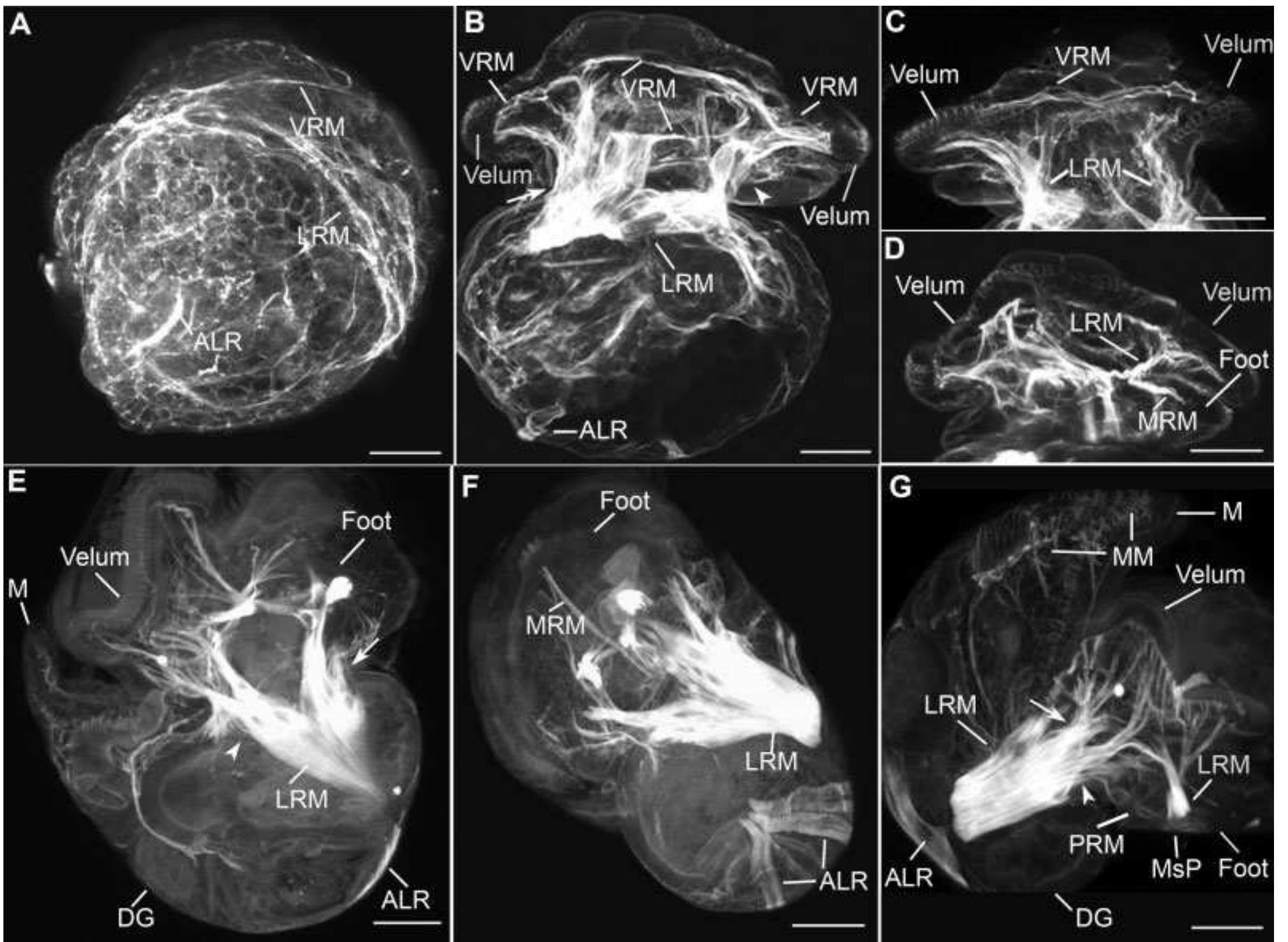 Myogenesis in ilyanassa obsoleta revealed by fluorescence