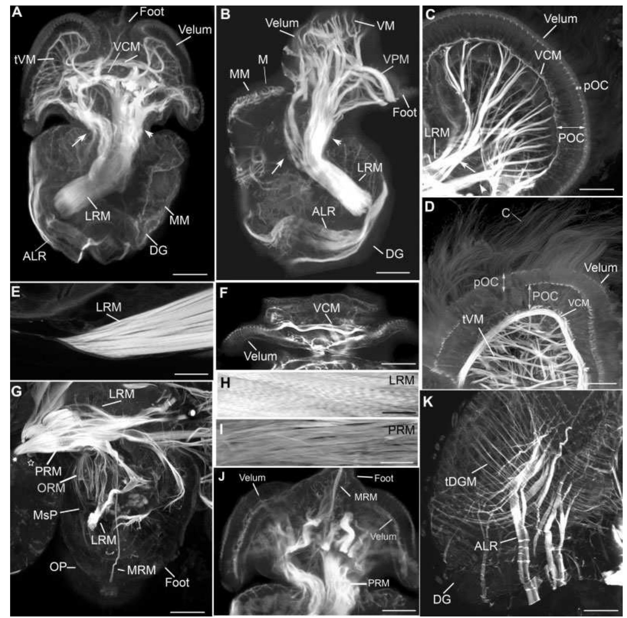Myogenesis in ilyanassa obsoleta revealed by fluorescence
