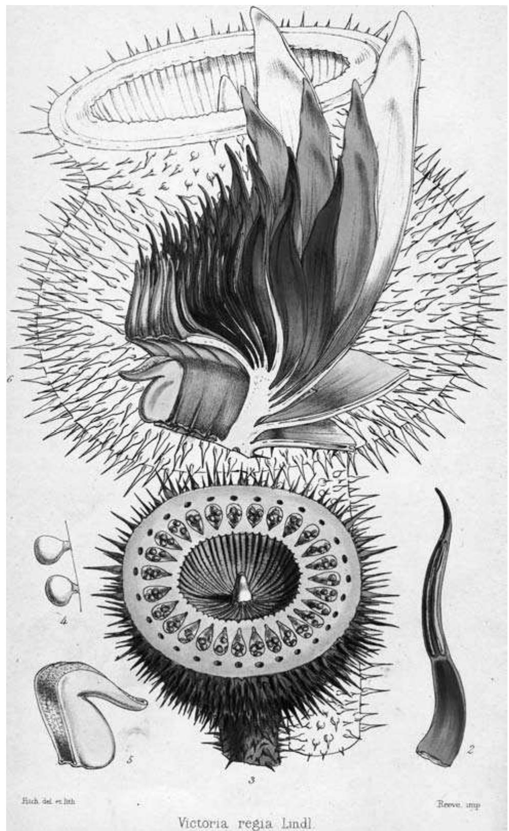 Dissection of a victoria regia water lily, 1847 (curtis’s