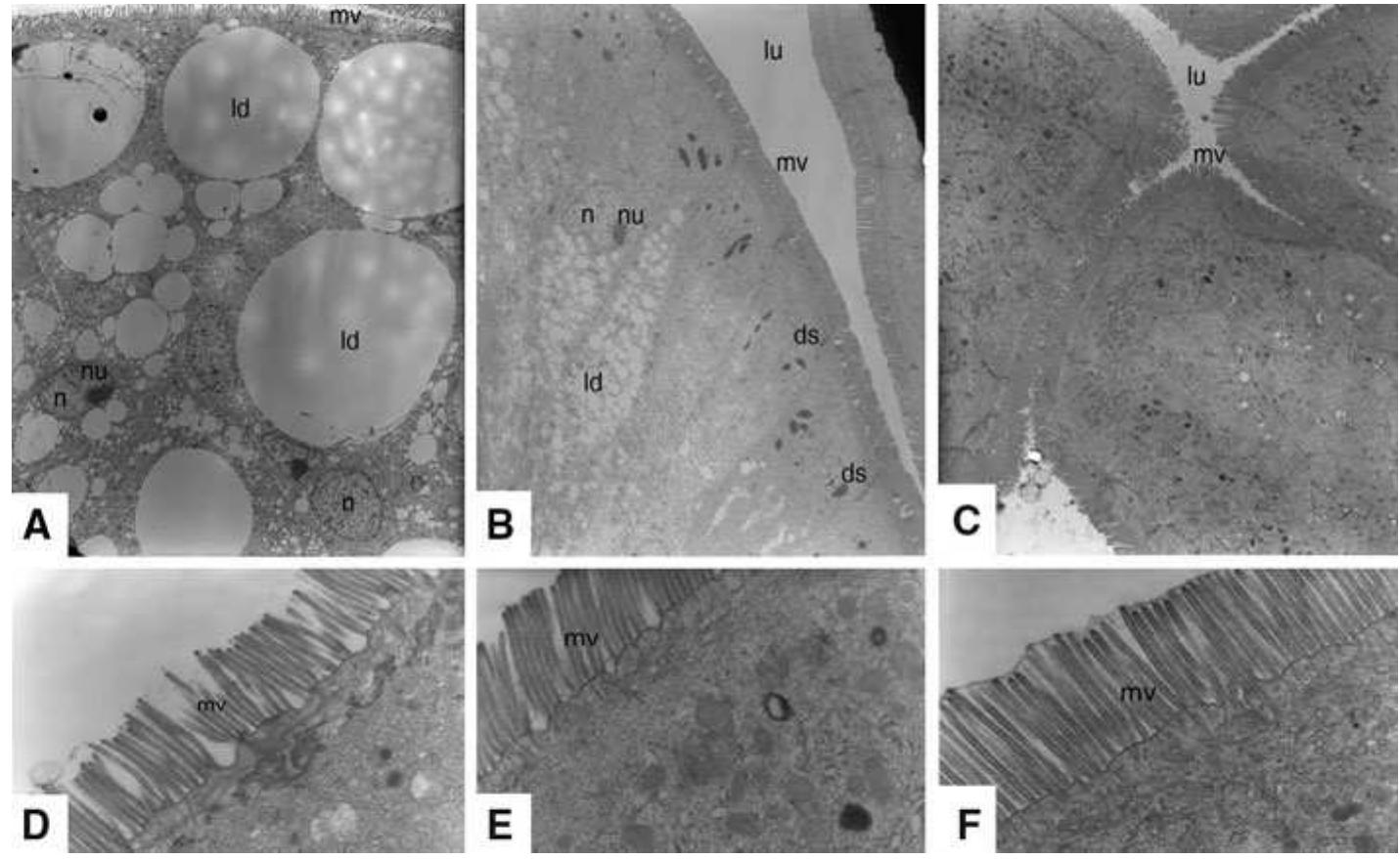 Enterocytes of proximal intestine of senegalese sole