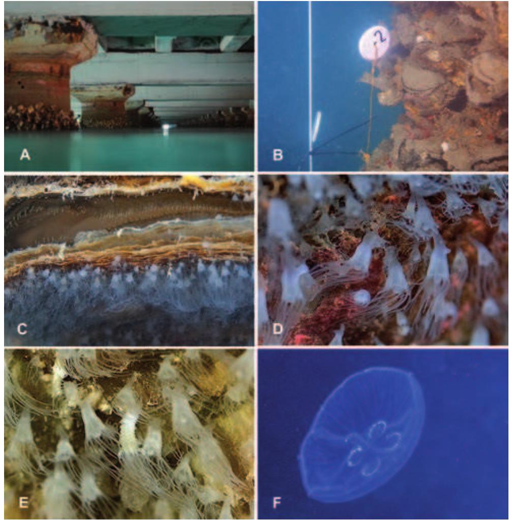 Life cycle of aurelia sp. in the northern adriatic (followed