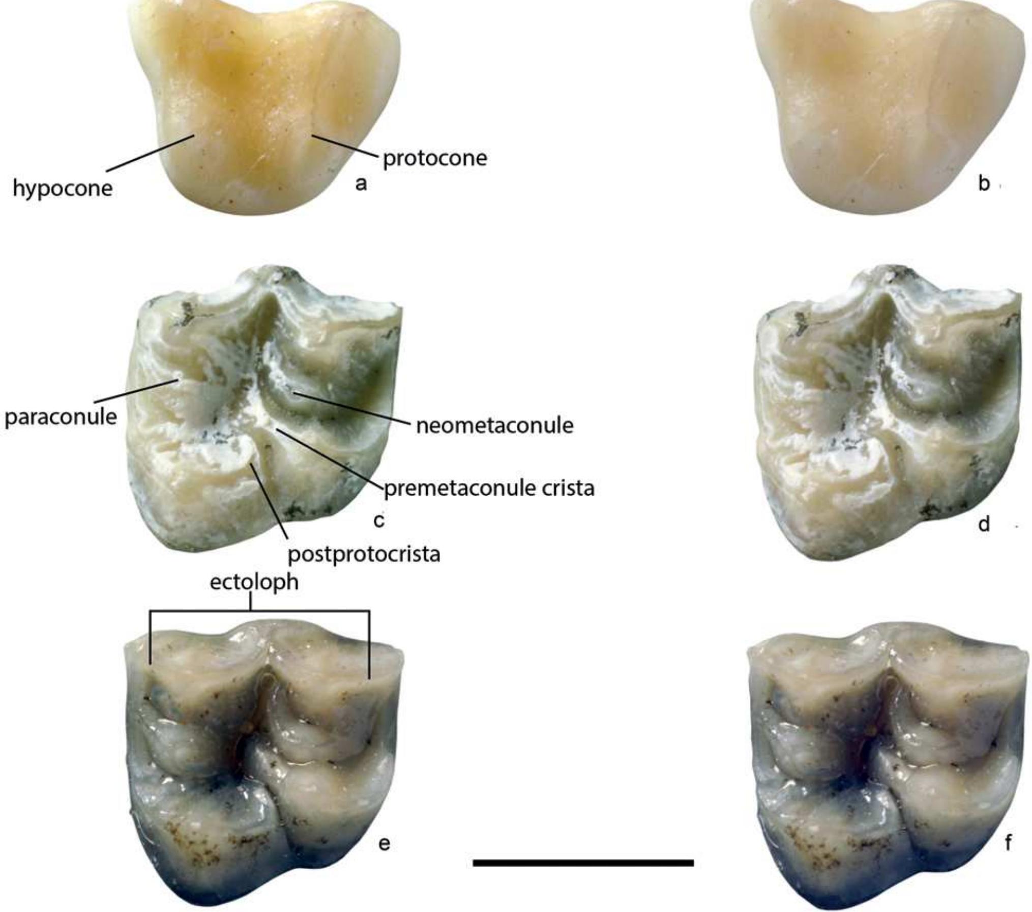 Occlusal stereopairs of petauroid upper molars. a, b, ntmag