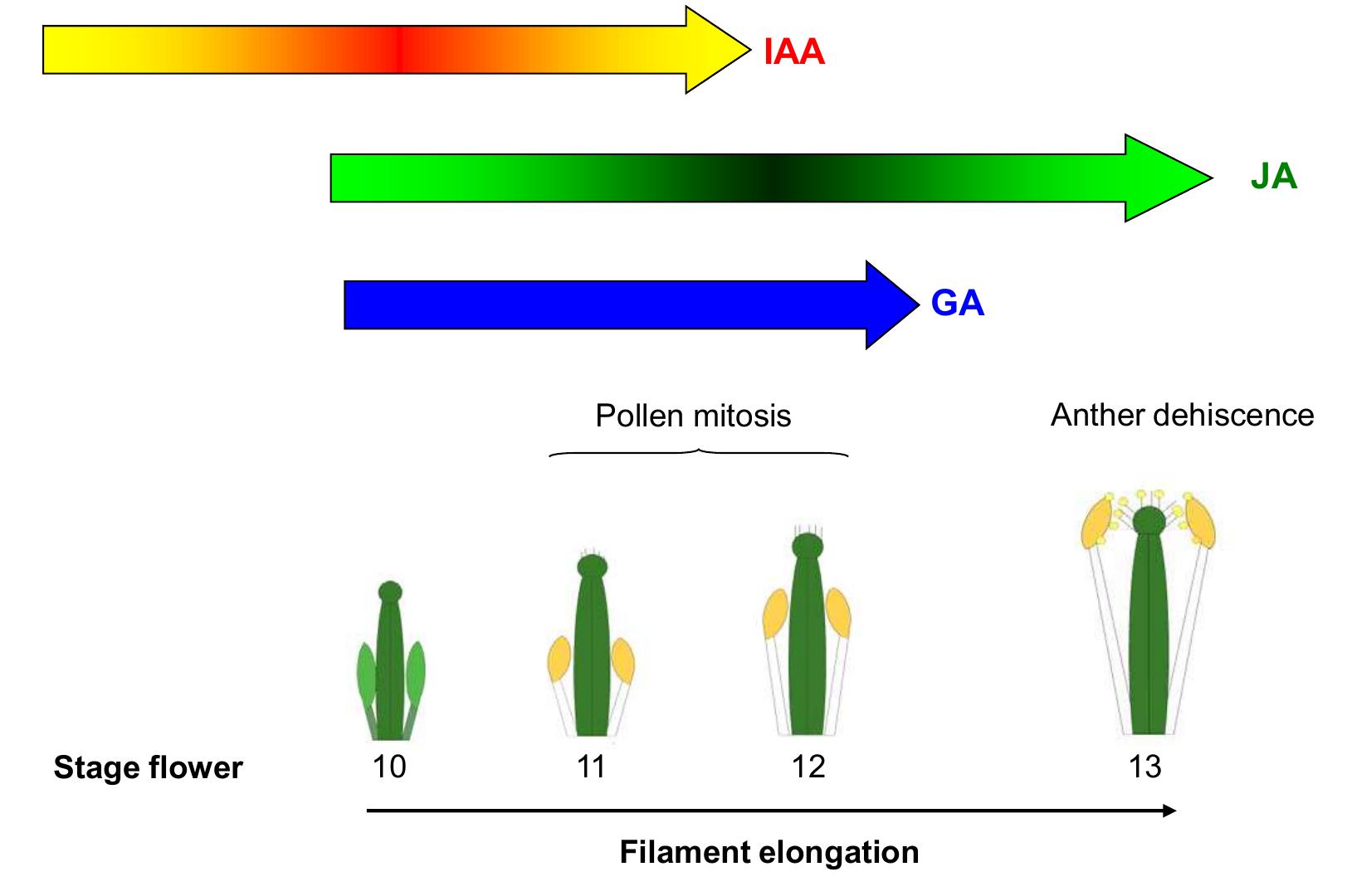 Hormones in late stages of stamen development.