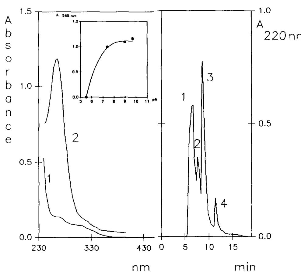 A, absorption spectra of 20 mm carnosine solution after