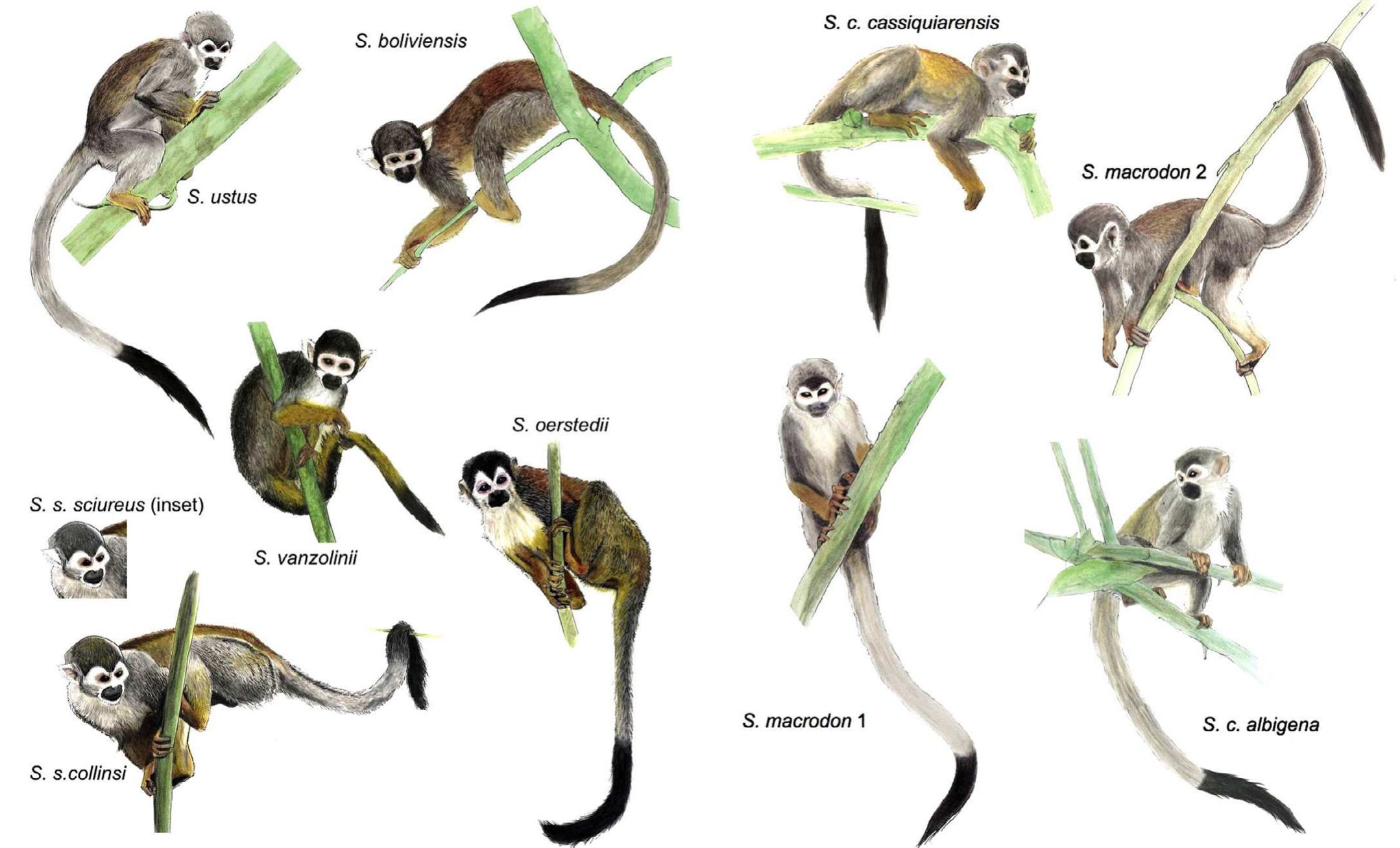 Figure 1 - from Biogeography of squirrel monkeys (genus