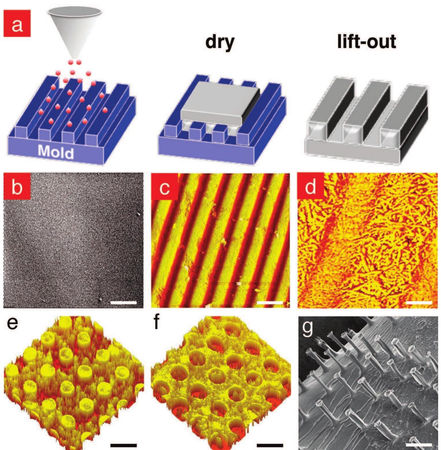 A) schematic of chitin nanofiber replica molding process; b)