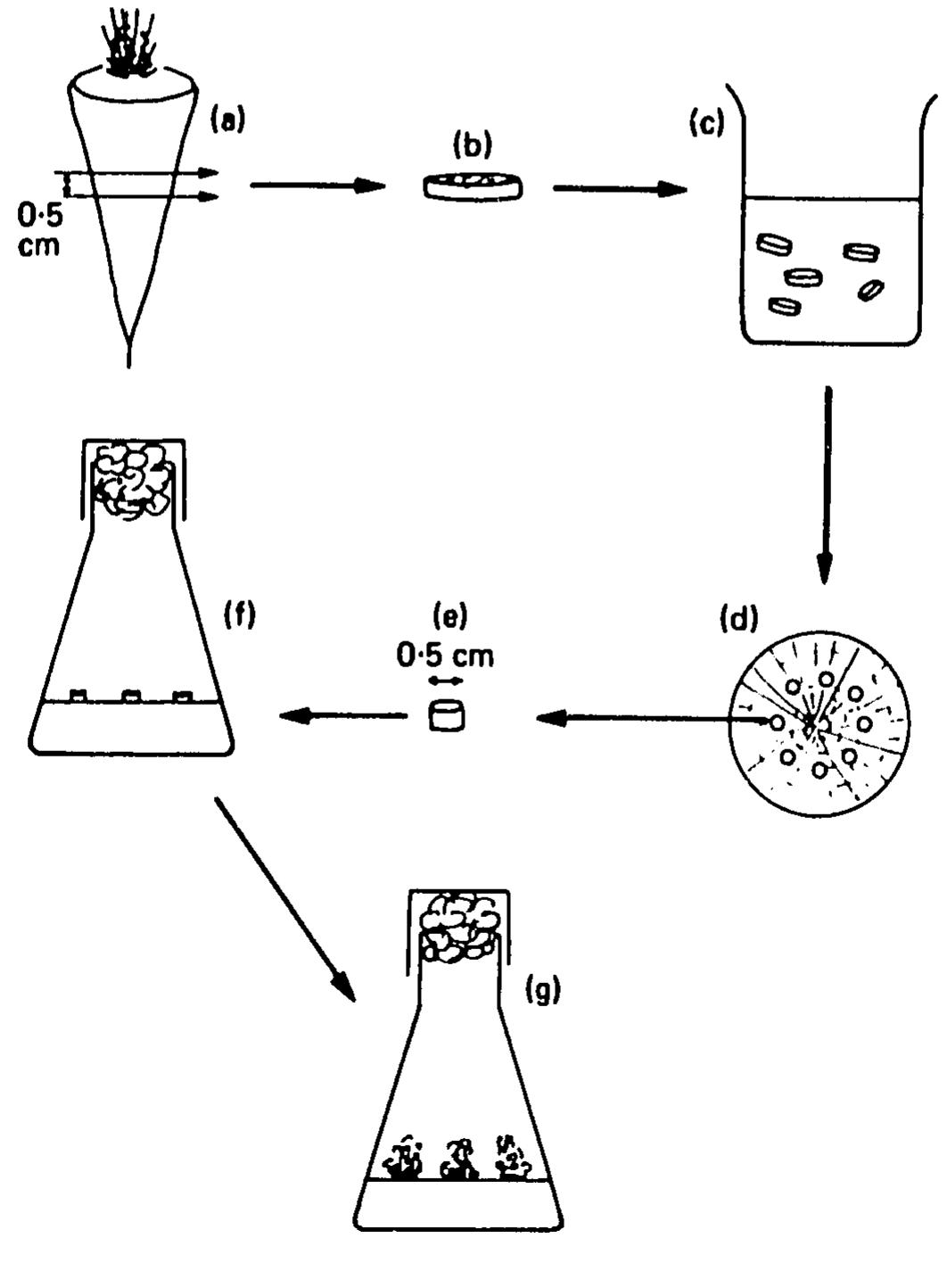 2. diagram showing the preparation of explants from the