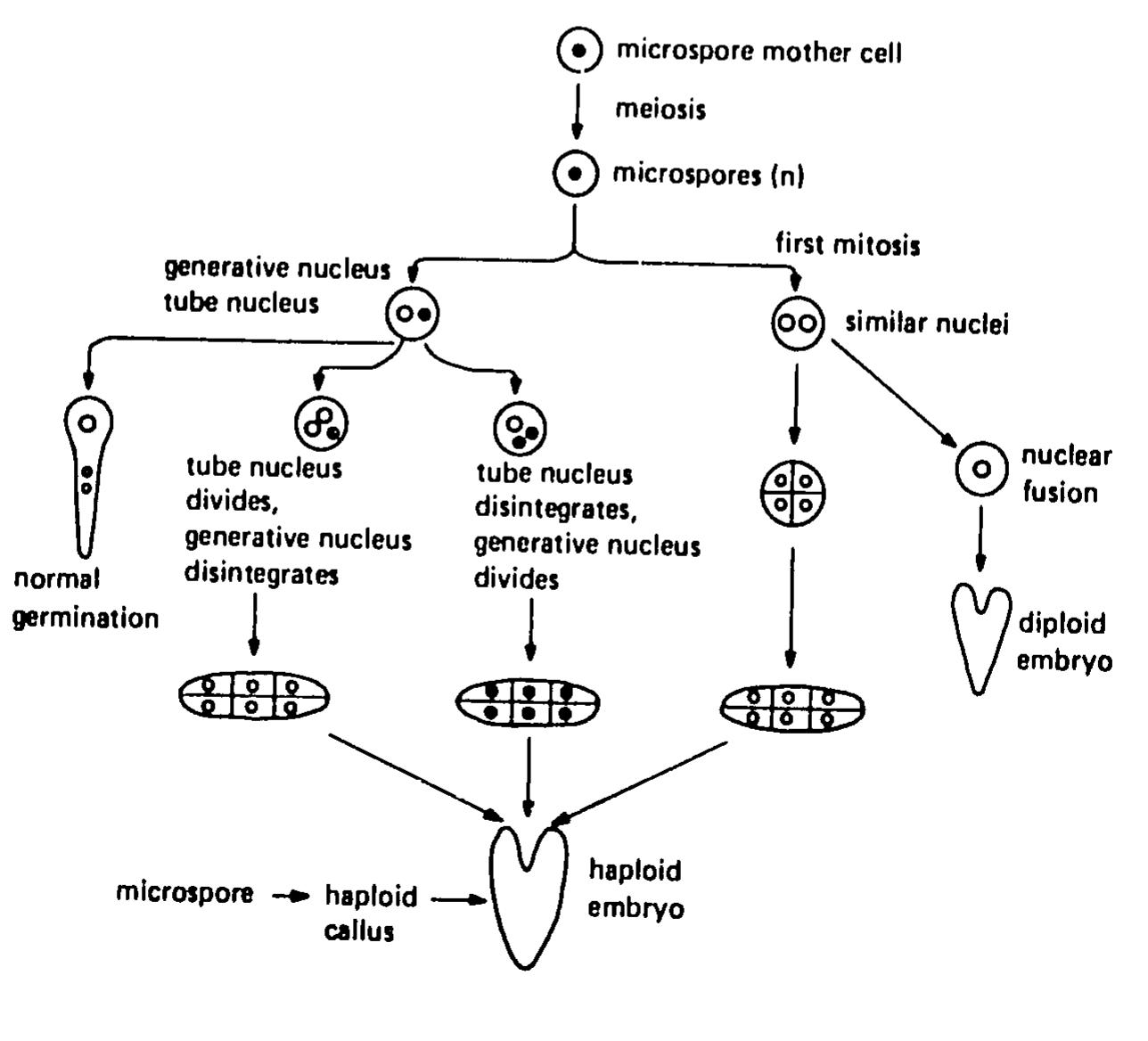 1. some possible developmental pathways of microspores under