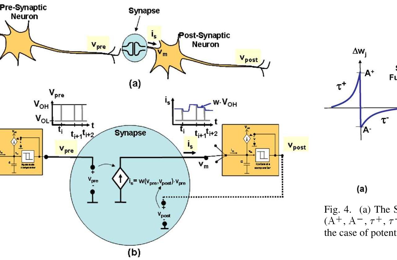 (a) simplified diagram of biological synapse interconnecting