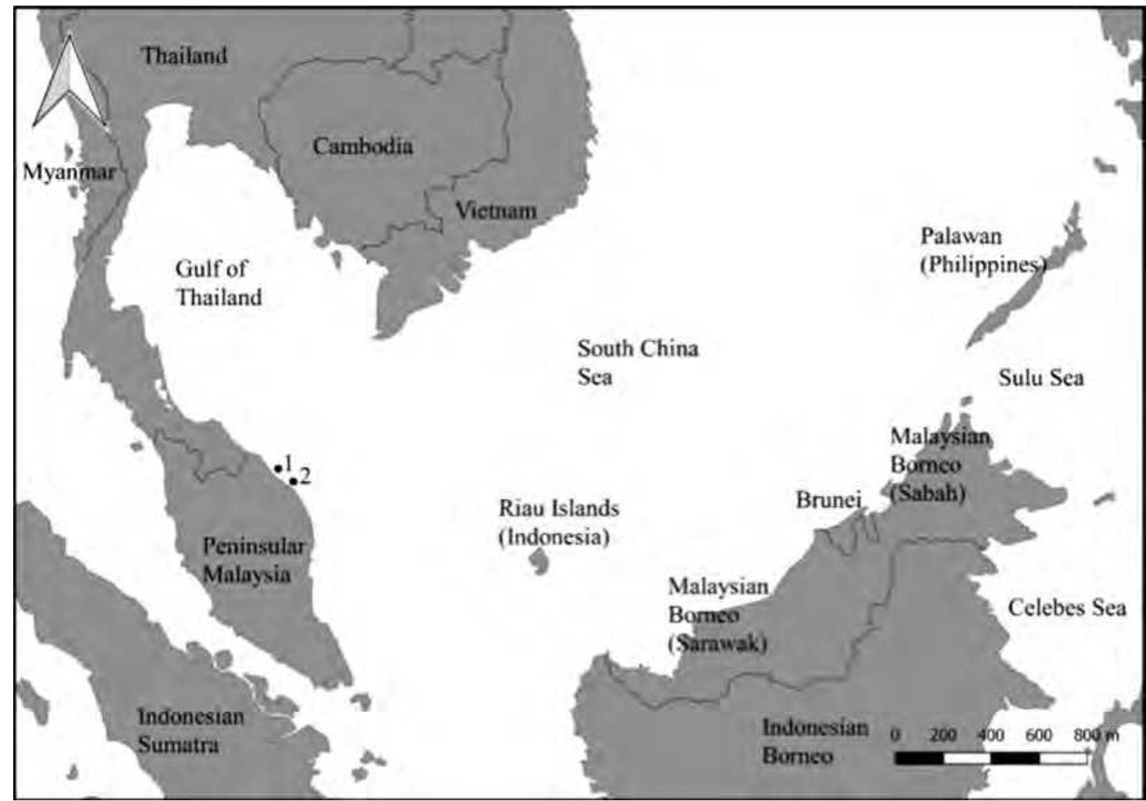 Figure 1 - from NOTES OF BATS IN PULAU BIDONG AND PULAU