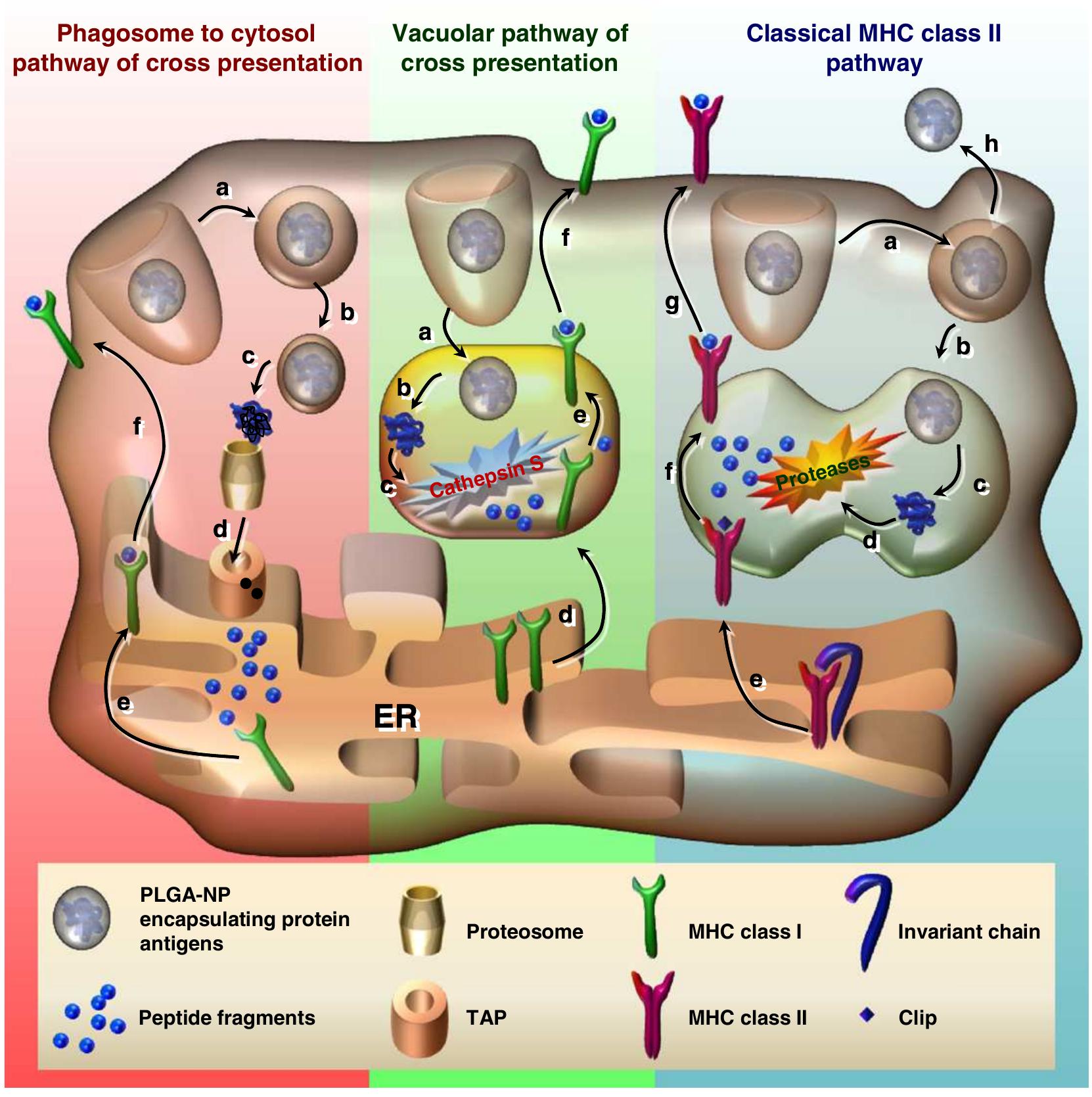 A schematic illustration of intracellular trafficking of