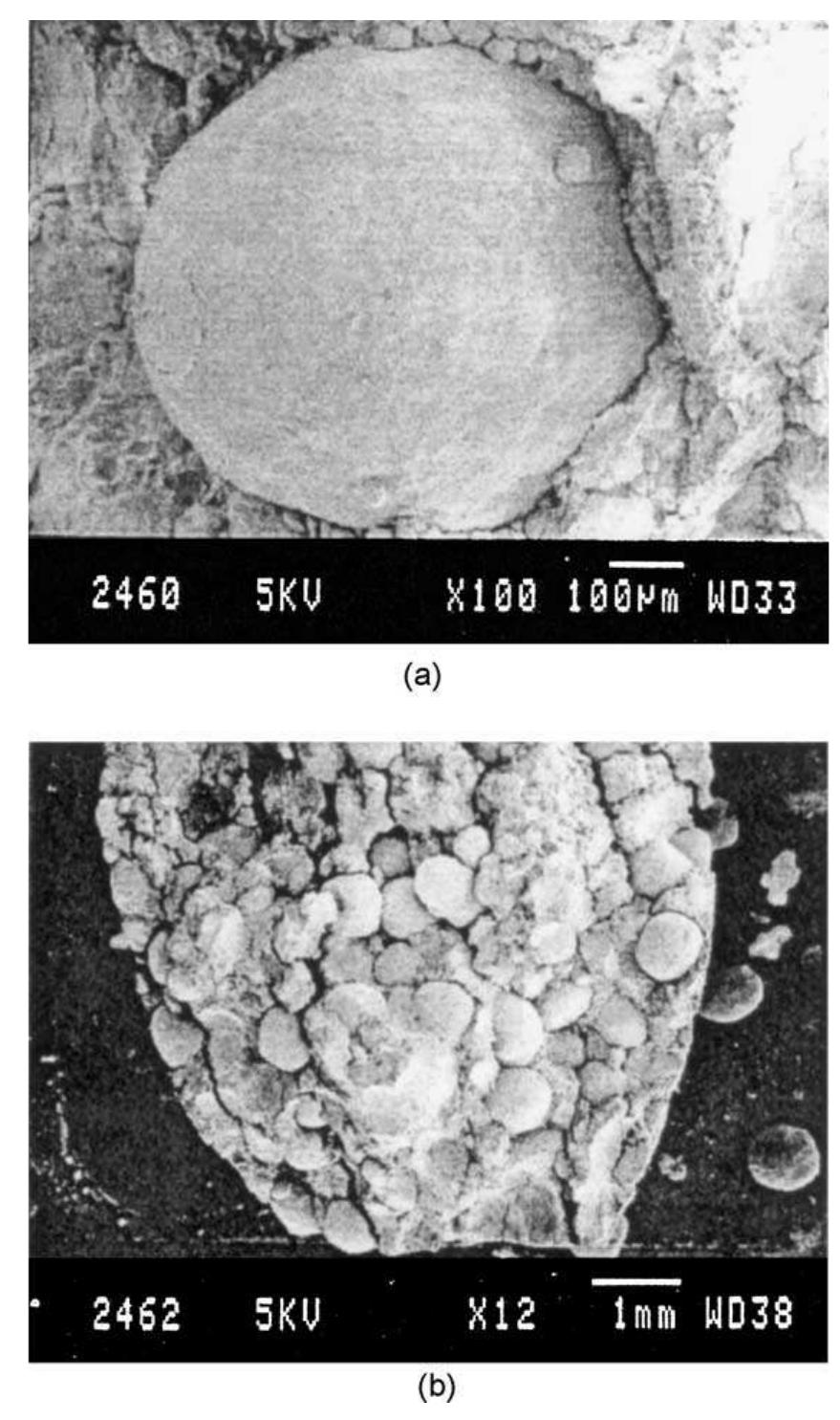 (a) a single enteric-coated pellet inside the tablet matrix