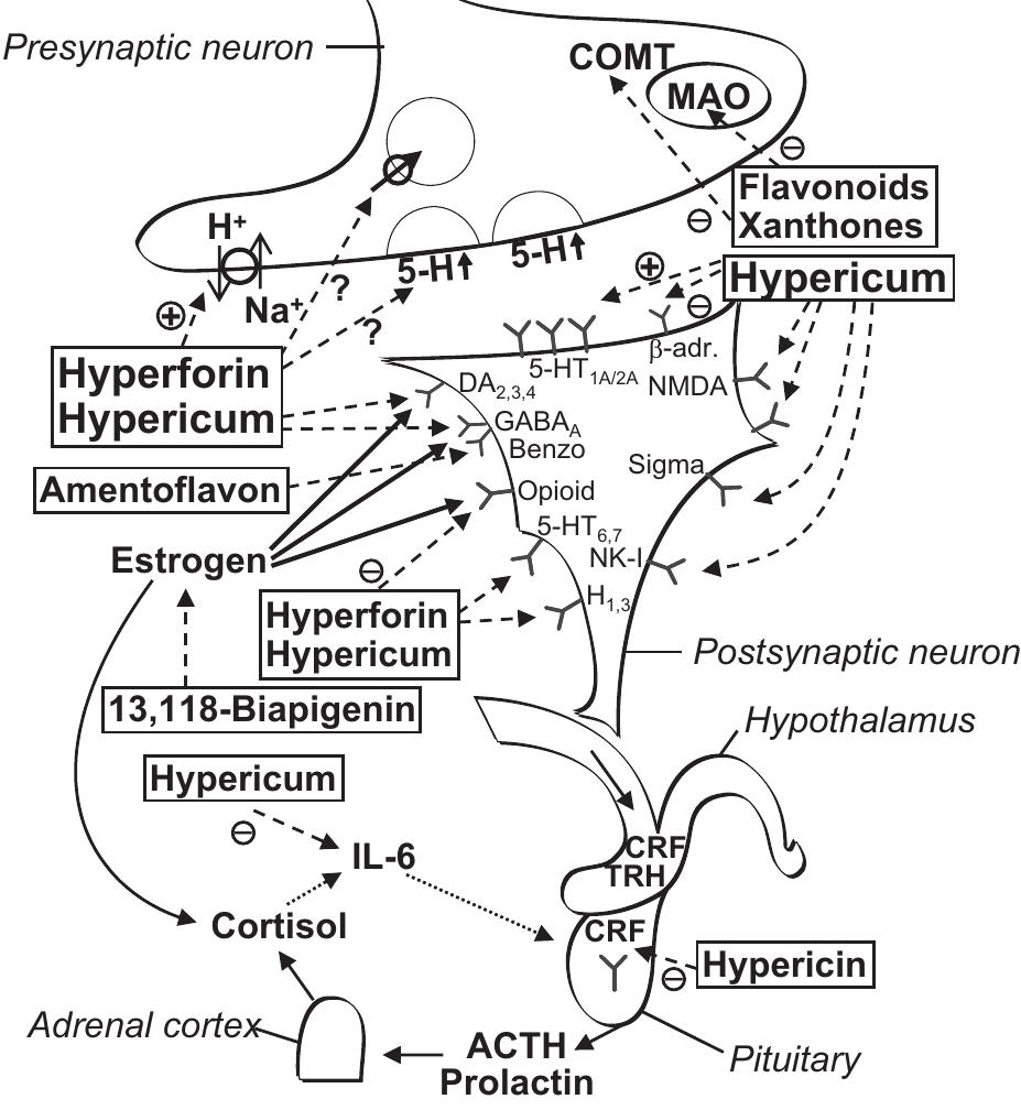 Schematic scheme of proposed biological targets of hypericum