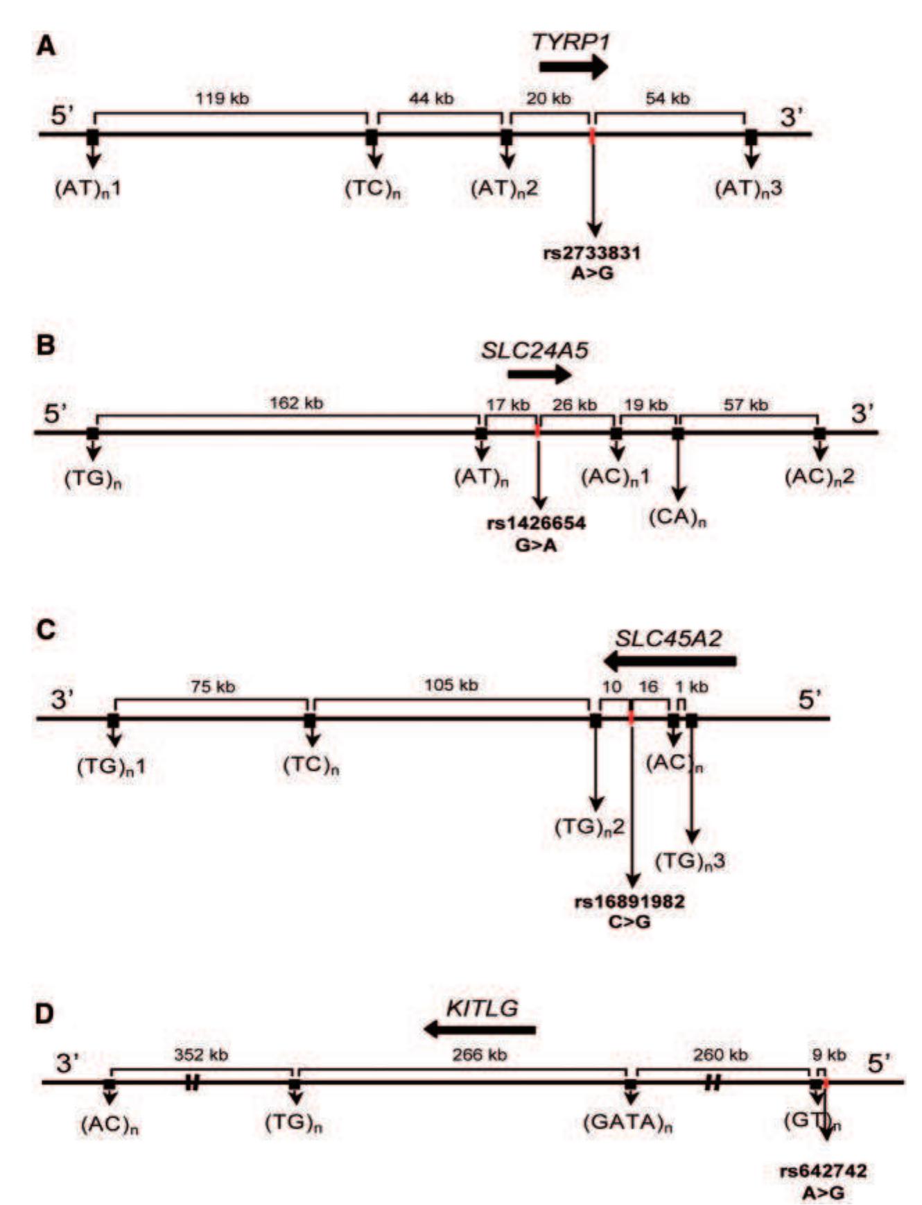 Fic. 1. schematic representation of the genetic intervals