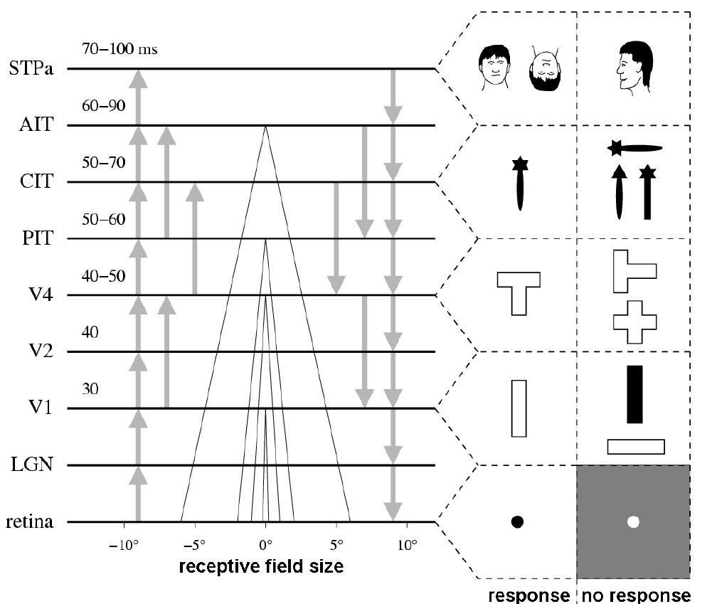 5. hierarchical structure of the ventral visual pathway.