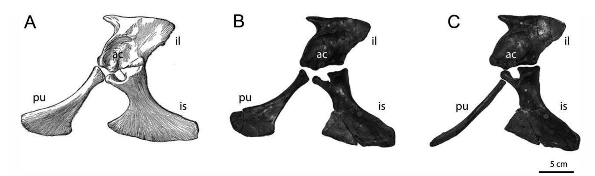 Reconstruction of the pelvis of steneosaurus: (a) line