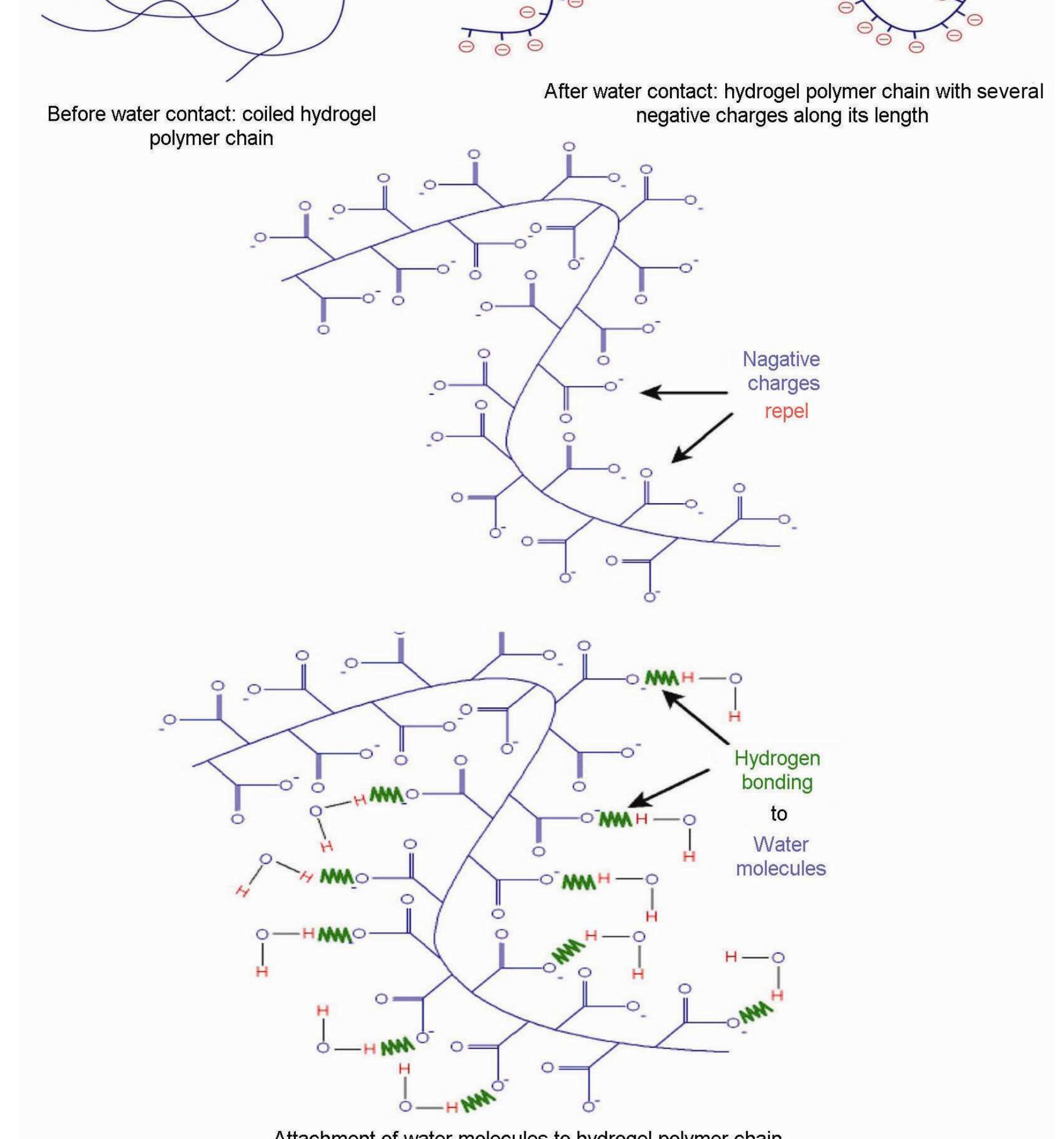 Water absorption mechanism of hydrogel polymer. use of