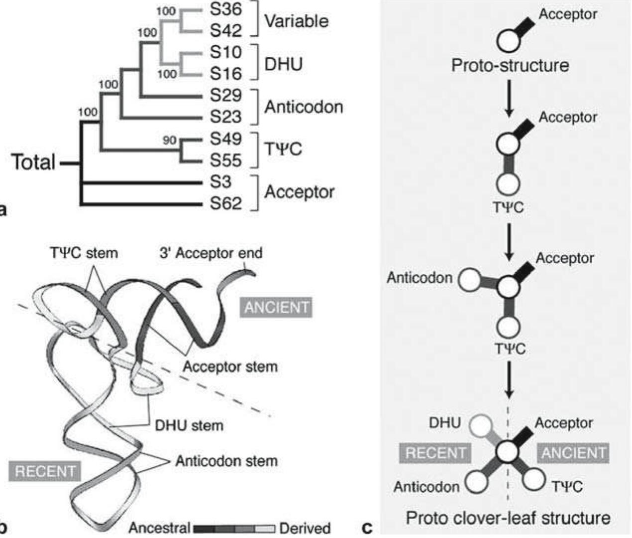 ‘ig. 6.5 evolution of trna structure. a trees of trna
