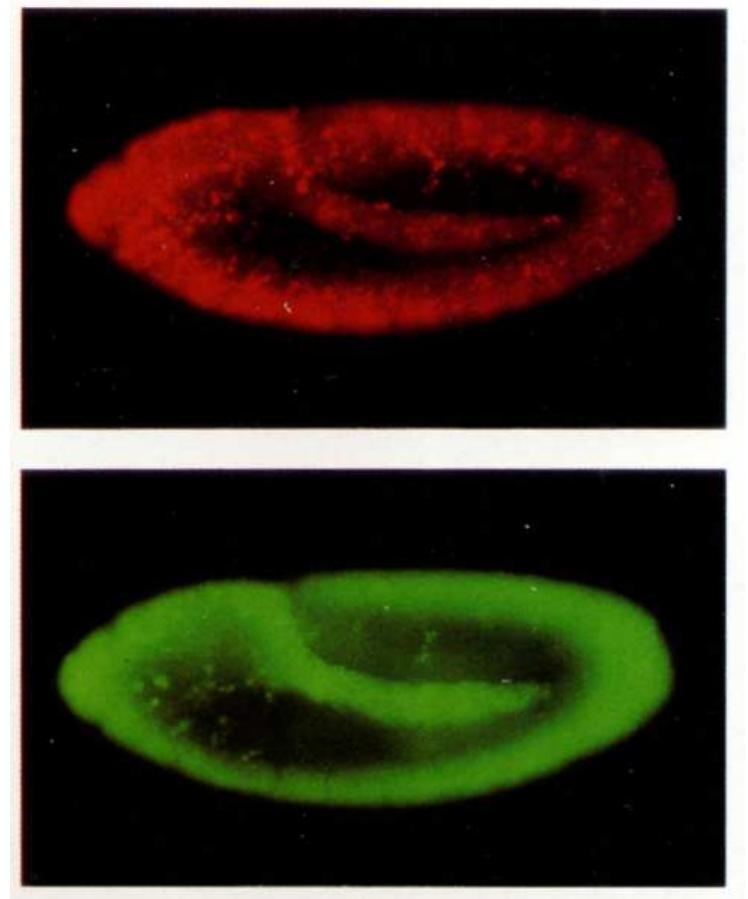 Acridine orange staining of embryos. this embryo was stained