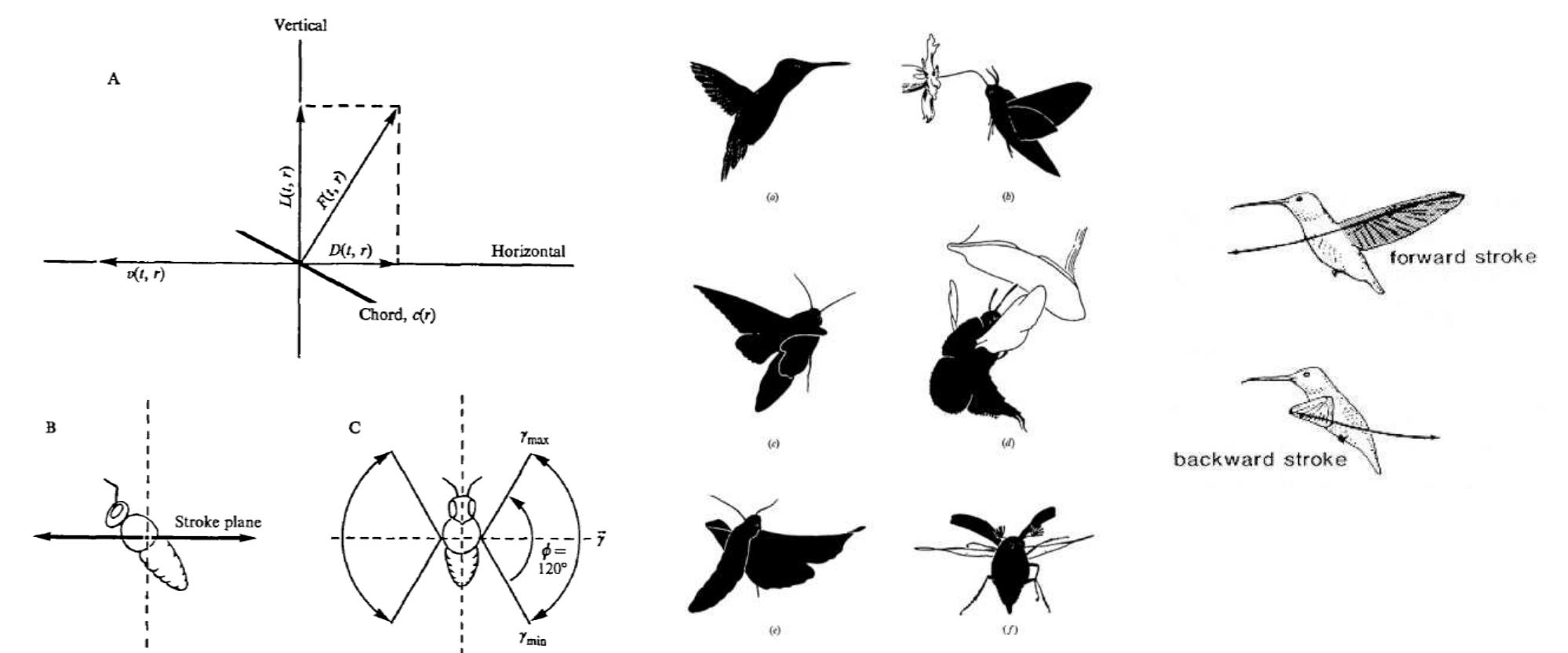 I. simplified diagram of normal hovering flight. (a) the