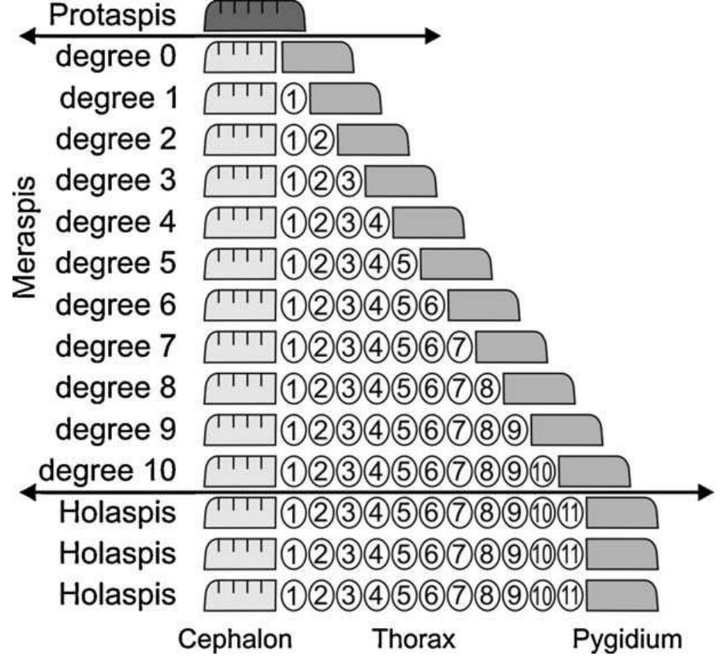 Thoracic Segmentation Pattern Based On The ‘segment