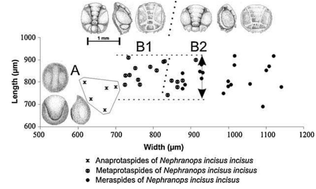 Scatter plot of size (length versus width) of protaspid