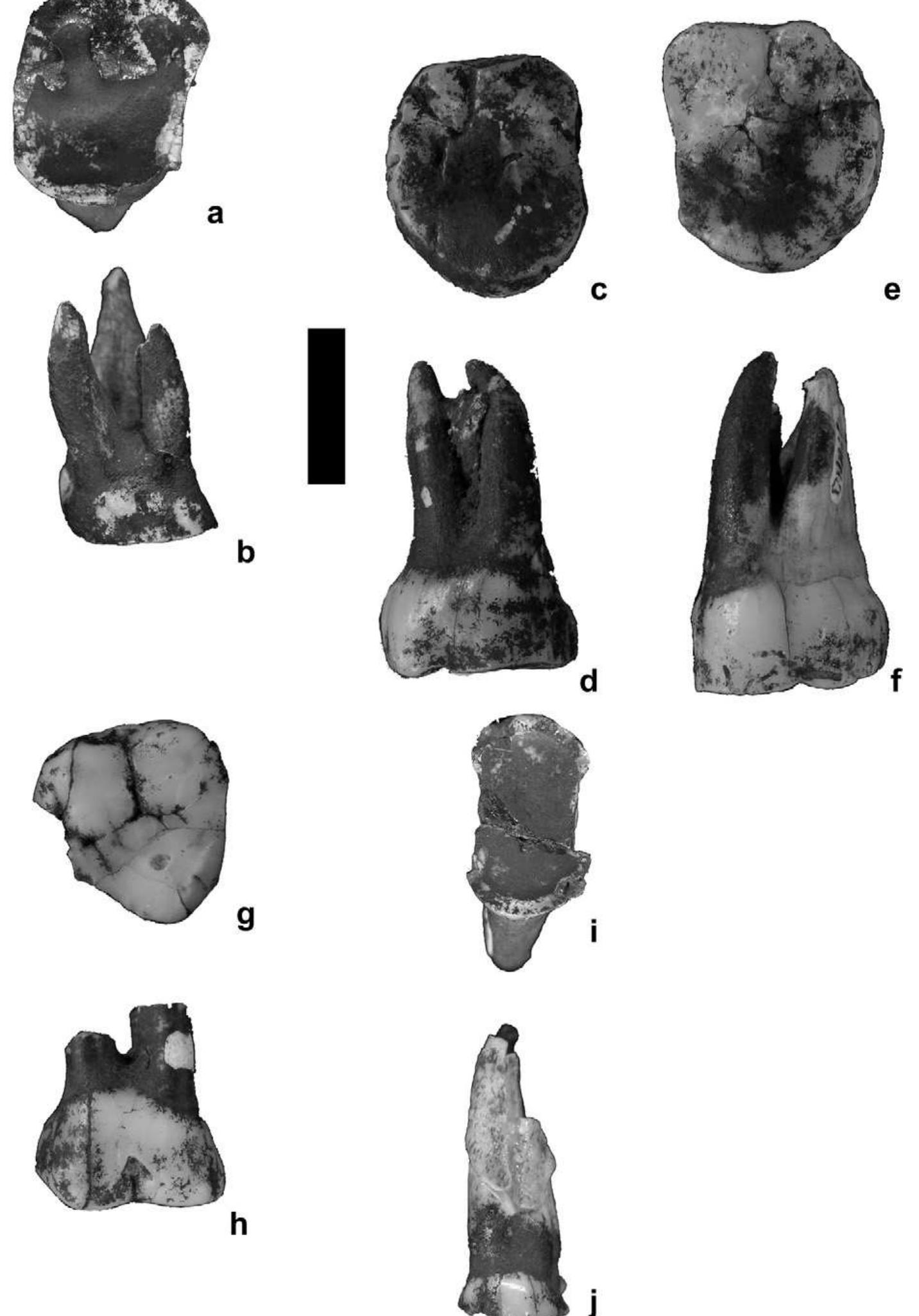 A-b) dnh 14 rm! a: occlusal view, b: buccal view; c-f) dnh