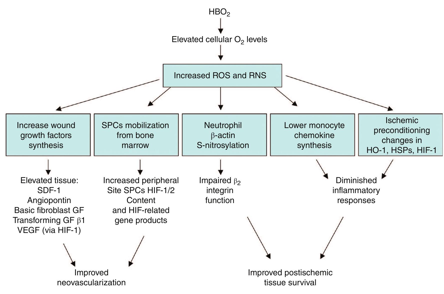 (PDF) Hyperbaric Environment: Oxygen and Cellular Damage versus ...