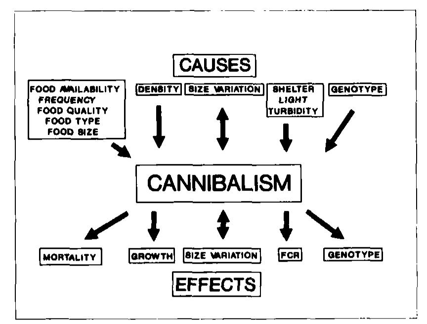 , compartmentalized model summarizing the causes and effects