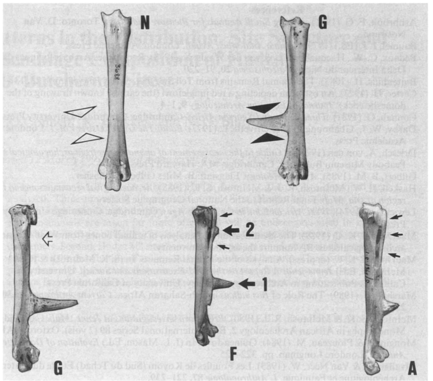 Differentiation of the tarsometatarsus, n= numida and
