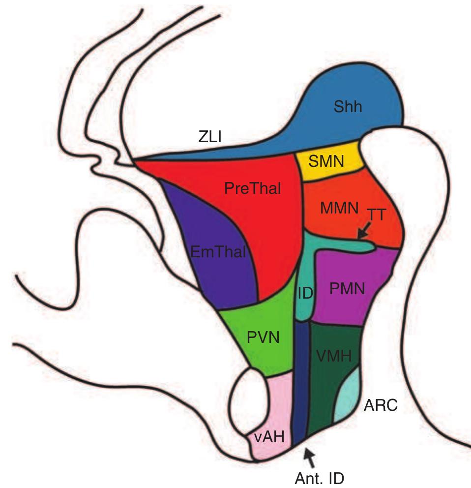 | sagittal map of nuclei in the mouse hypothalamus at e12.5