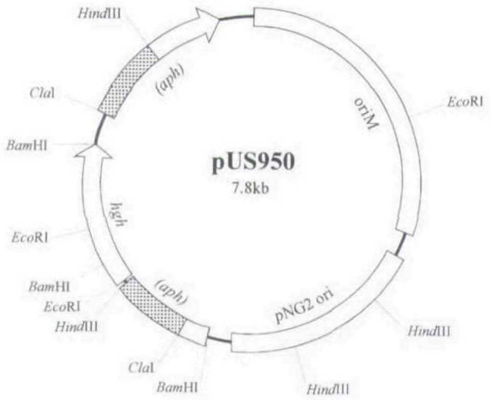 Map of plasmid pus950. png2 ori=origin of replication from