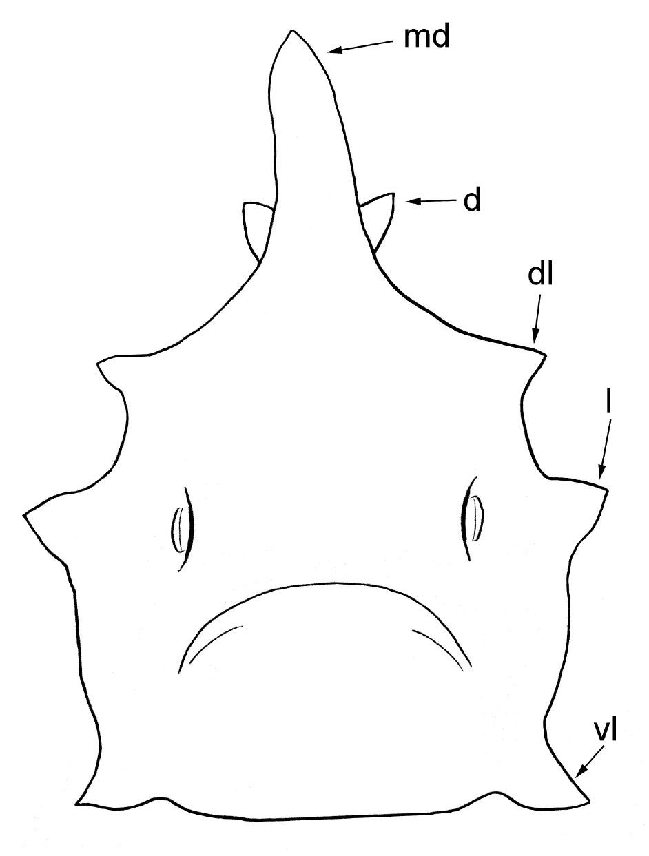 Cyclopterus lumpus linnaeus. schematic drawing of fish in