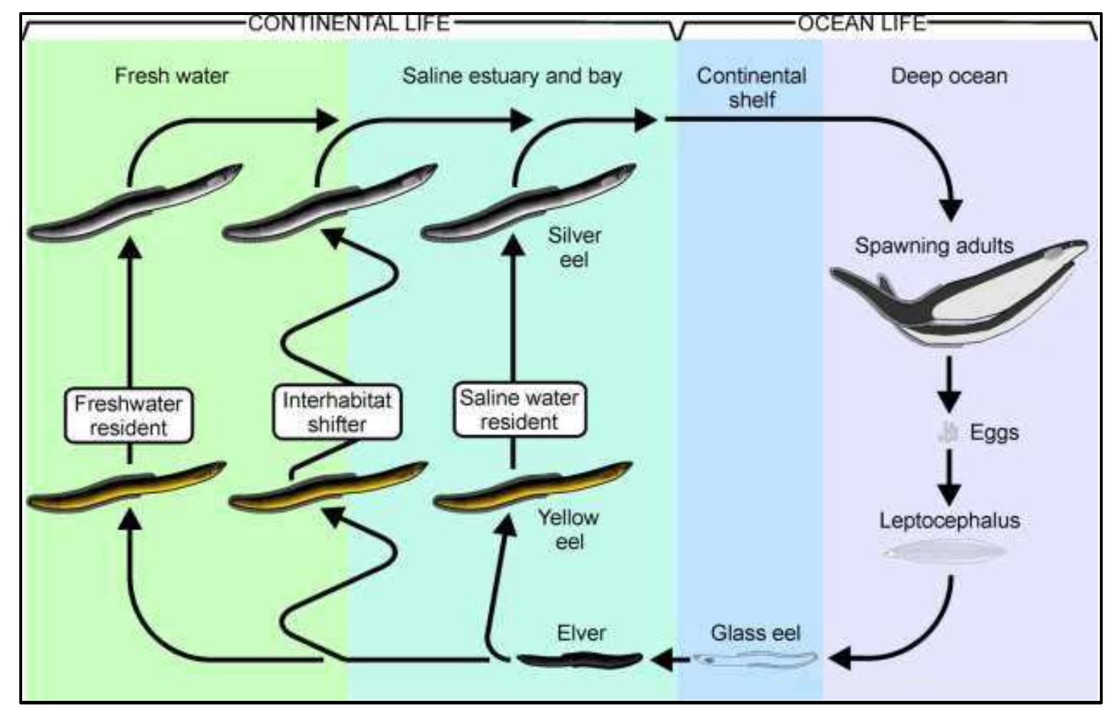 diagram of the american eel life cycle showing ocean life