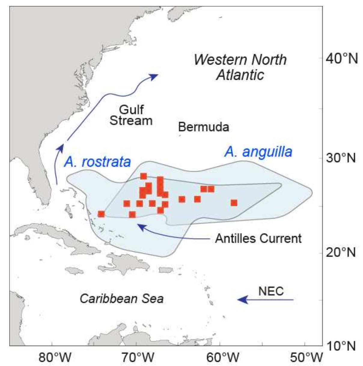 map of the overlapping spawning areas of the two atlantic