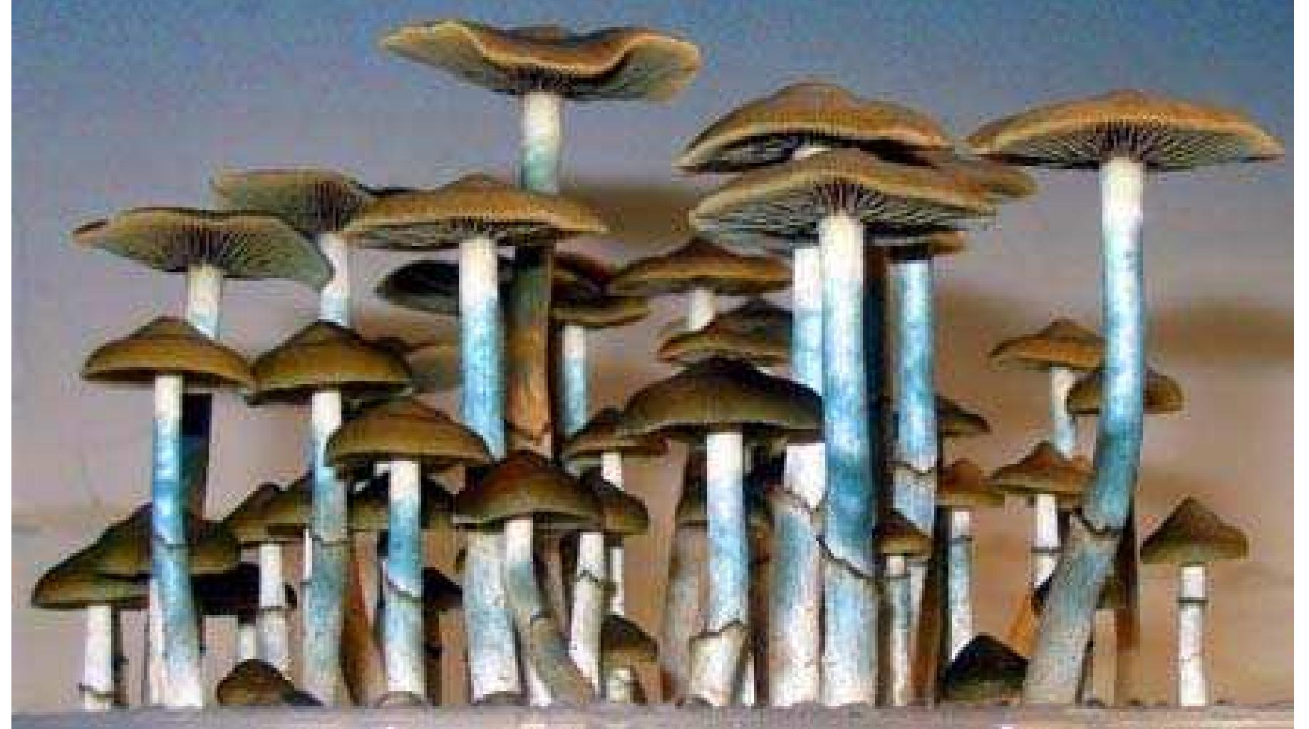 Observe the intense blue oxidation of psilocine as age