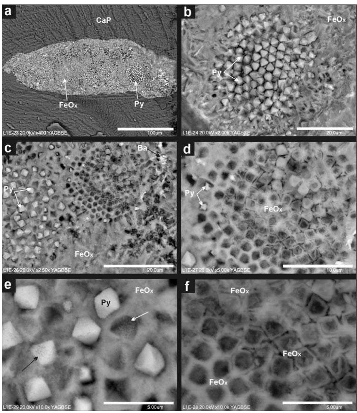 Sem (bse) images of the void (cross-section of bone, filled