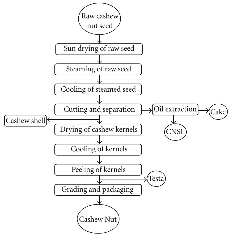Generalized process flow chart of small-scale cashew